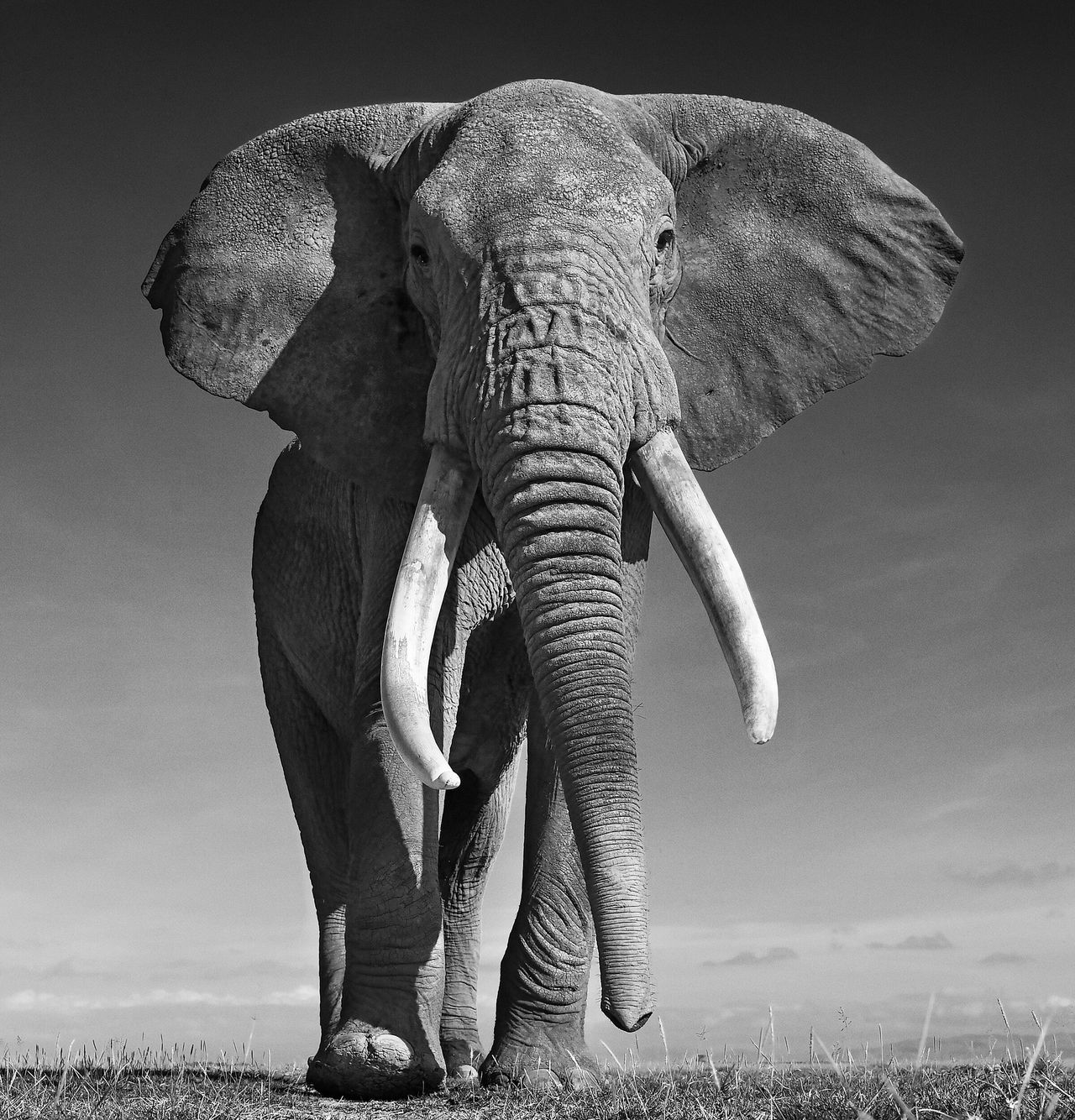 10 phenomenal wildlife pictures from David Yarrow's new exhibition ...