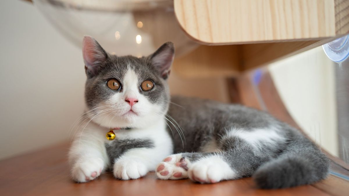 32 Munchkin cat facts | PetsRadar