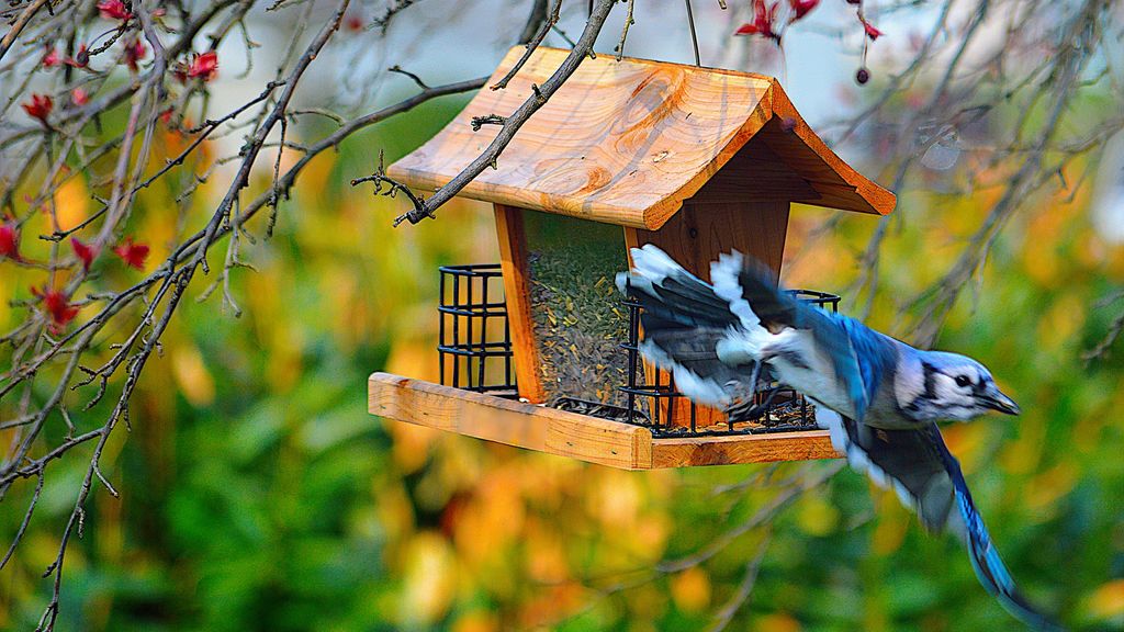 Feeding birds in the winter | PetsRadar