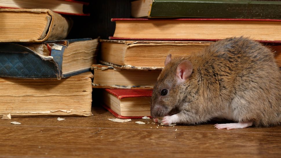 7 telltale signs you have mice in your home | Tom's Guide