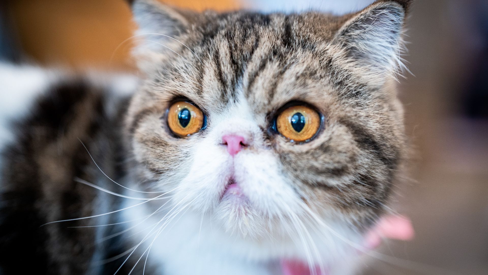 32 most popular cat breeds for feline fans | PetsRadar