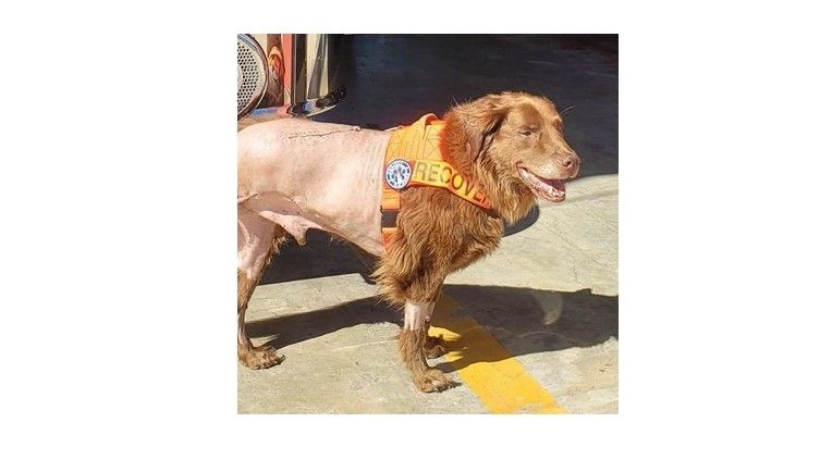 2020’s 5 Bravest Animals: The pets who deserve a medal this year ...