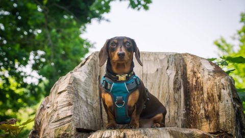 Types of dog leashes: which is right for you and your dog? | PetsRadar