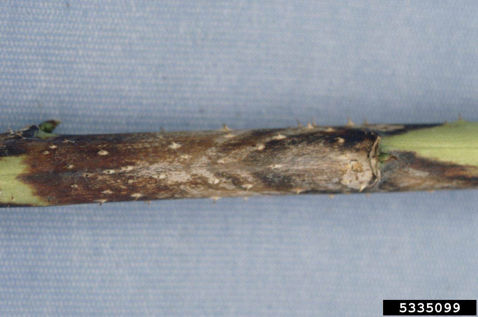 Raspberry Cane Diseases - How To Treat Browning Raspberry Canes ...