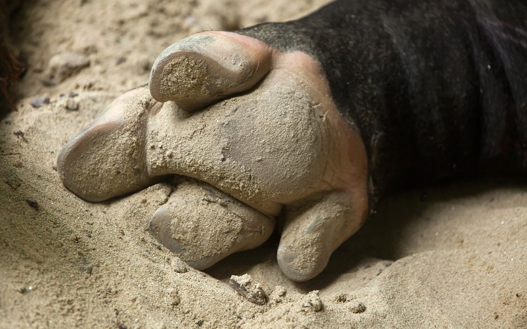 13 Extremely Weird Animal Feet | Live Science