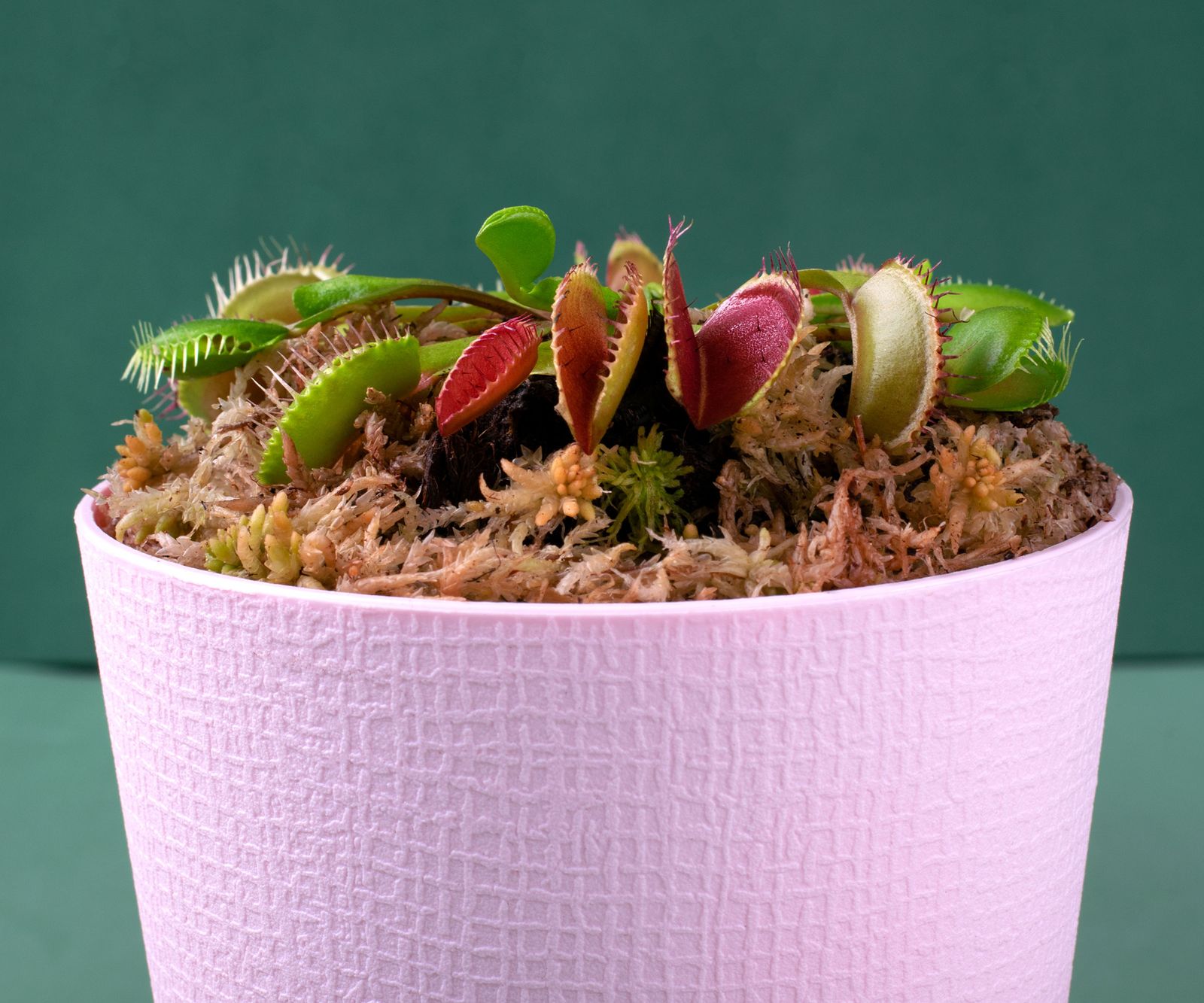 Creepy Indoor Carnivorous Plants You Can Grow At Home | Gardening Know How