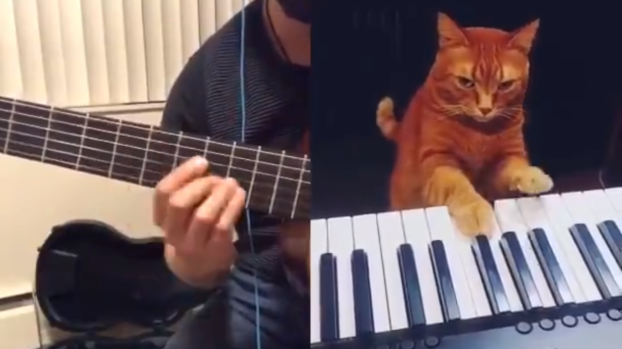 Meet the new Piano Cat! The new kitty on the block with musical talent ...