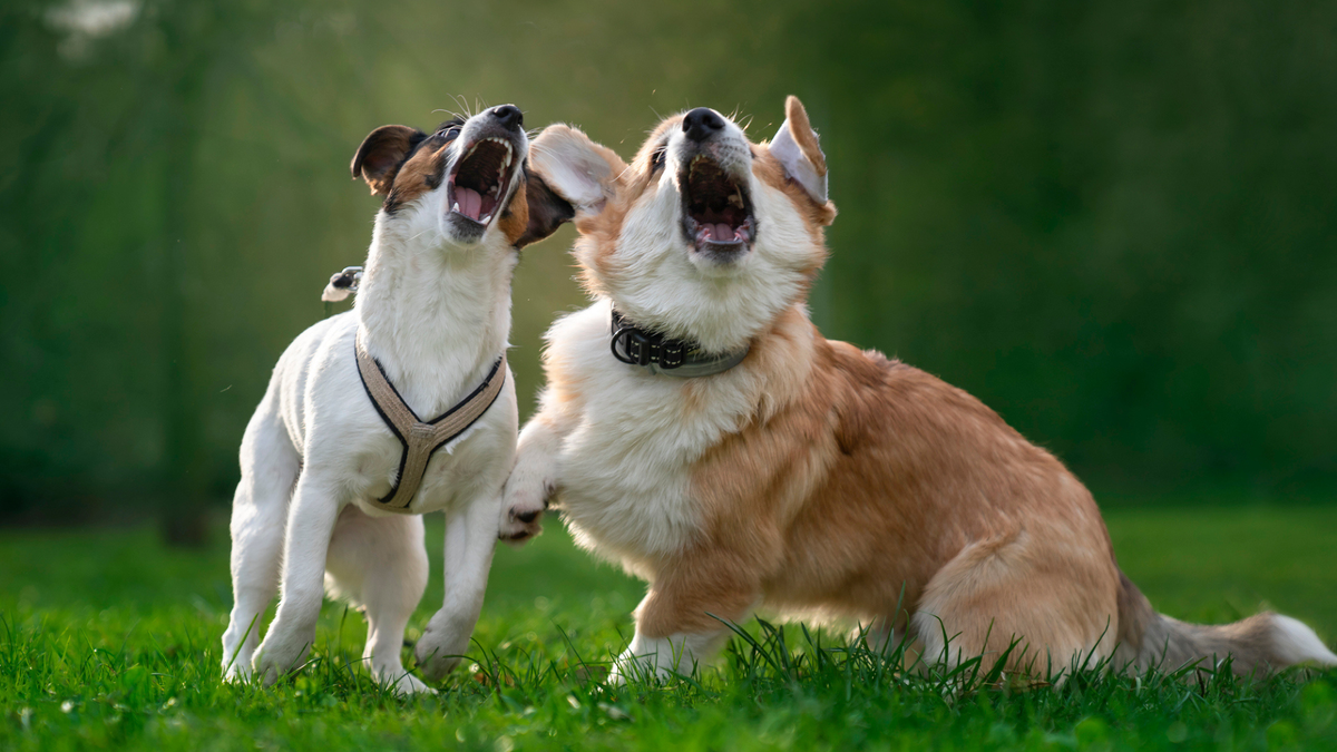 Is your dog play barking? Here’s why, according to an expert | PetsRadar