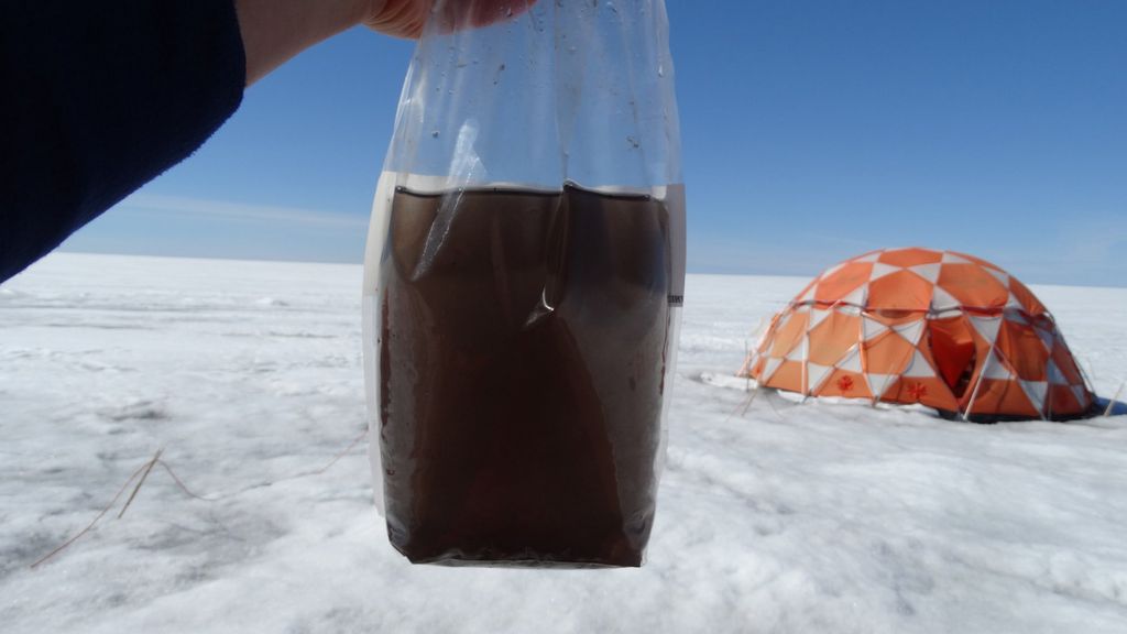 Giant viruses discovered living in Greenland's dark ice and red snow ...