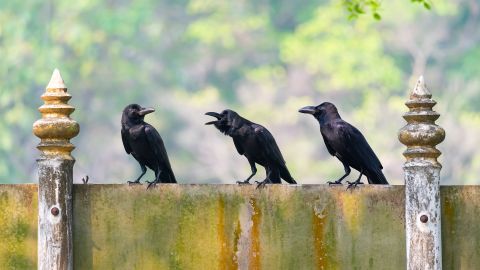 Which animals can count and understand simple math? | Live Science