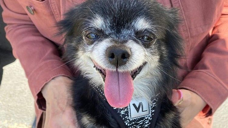 'Did Pudgy the dog die?' Social media users voice concern over TikTok ...