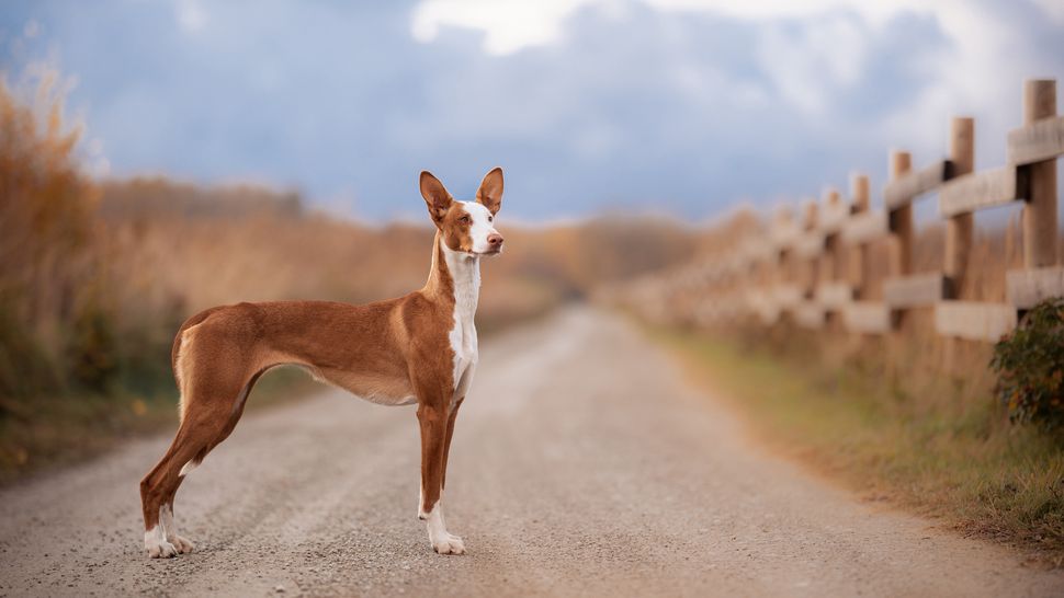 32 unpopular dog breeds | PetsRadar