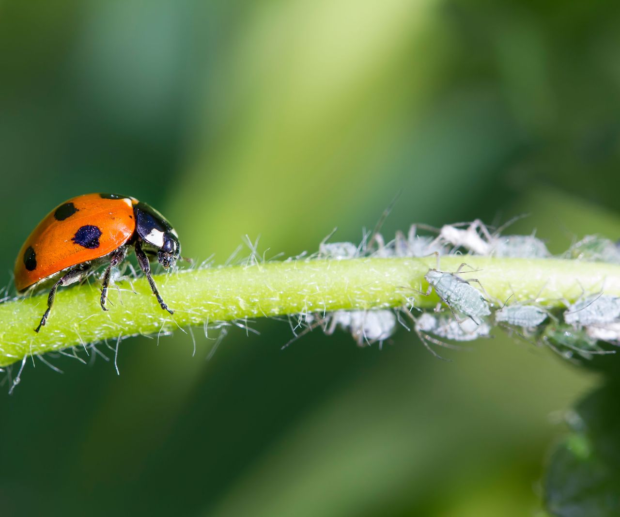8 pests that can destroy plants and how to eradicate them | Homes and ...