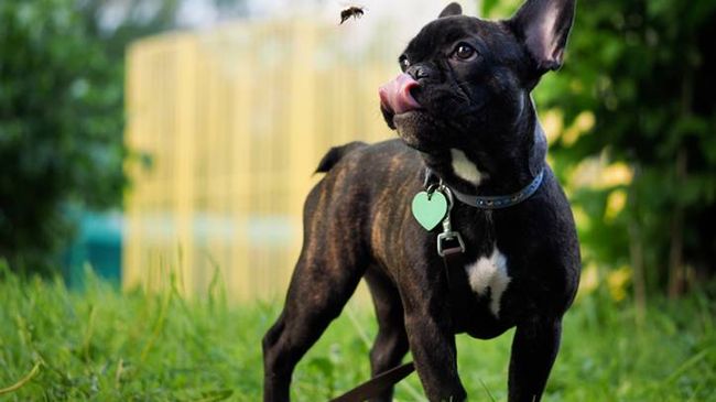 Dog stung by a bee? Our vet explains what to do. | PetsRadar
