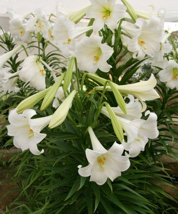 Is it necessary to deadhead lilies? With expert advice | Homes and Gardens