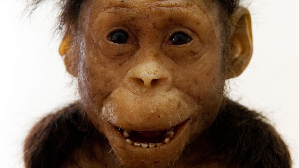 From 'Lucy' to the 'Hobbits': The most famous fossils of human ...