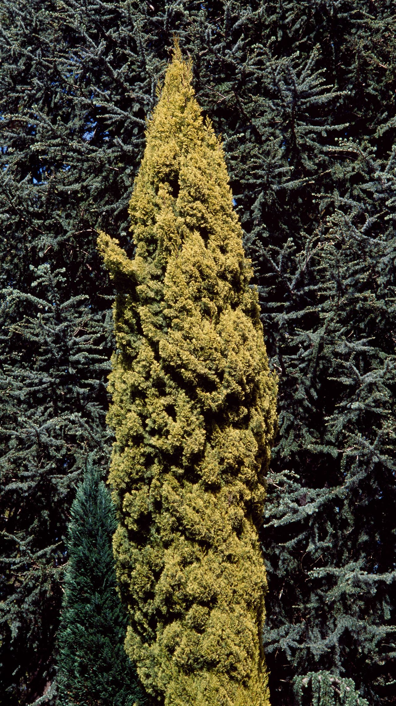 Best trees for privacy – 15 ideas to screen your yard | Homes and Gardens