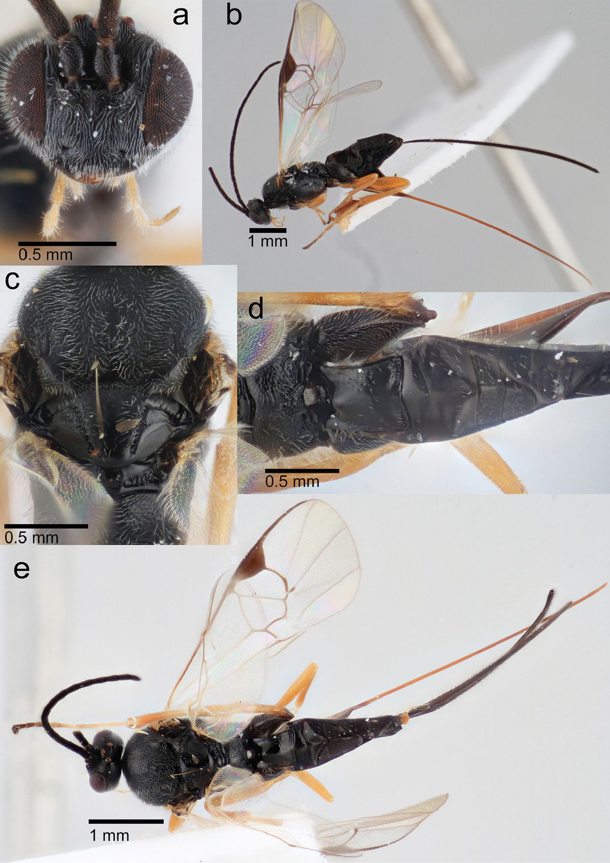 Game Over, Man: This Australian Wasp Lays Chest-Bursting 'Alien' Eggs ...