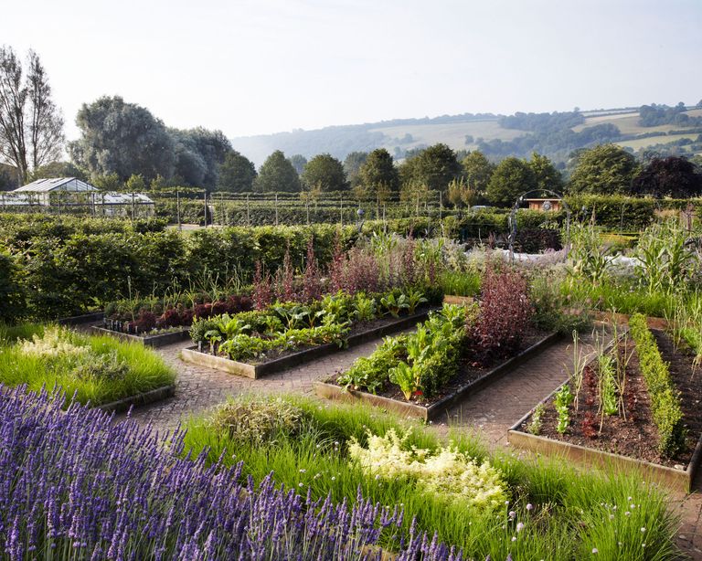 Kitchen garden ideas: easy ways to get started | Homes and Gardens