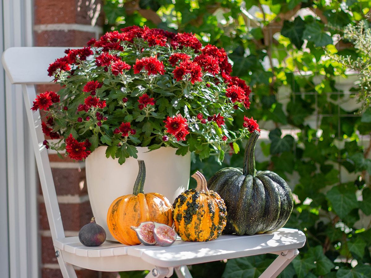 10 Best Plants To Gift At Thanksgiving | Gardening Know How