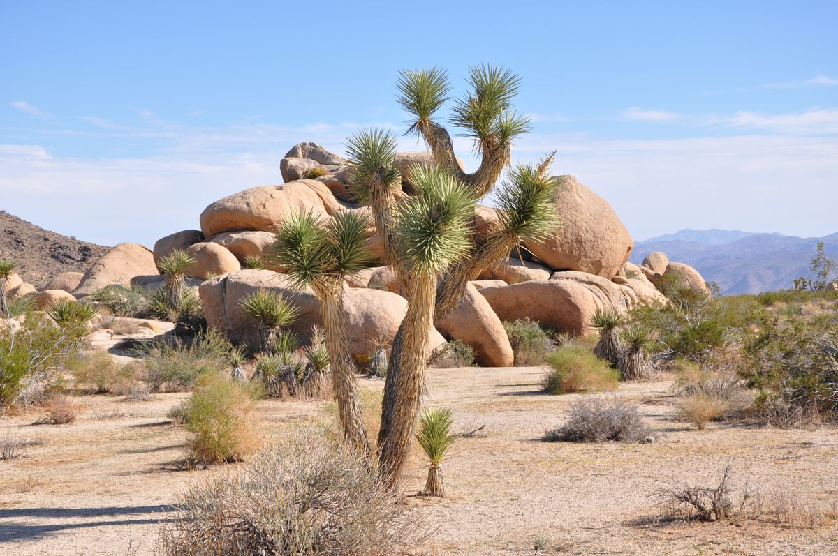 Photos: The Poisonous Creatures of the North American Deserts | Live ...