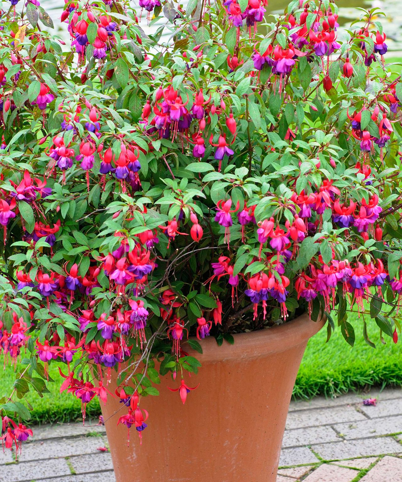 Fuchsia gall mites: how to identify and get rid of them | Gardeningetc