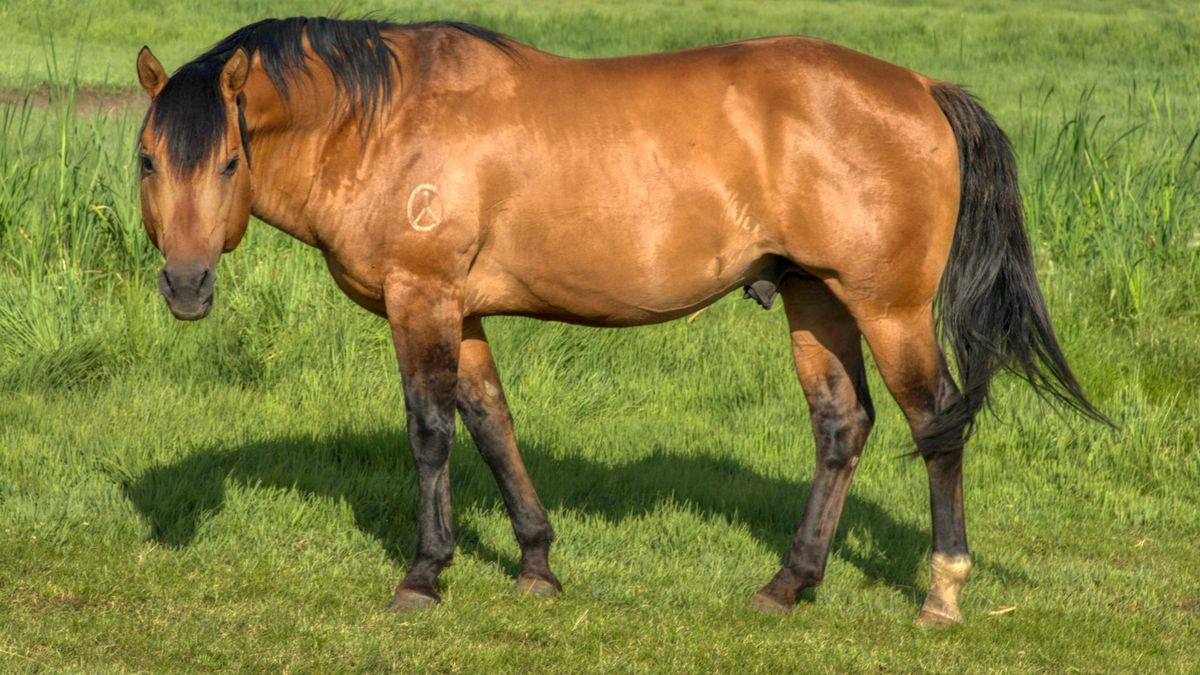 Bluffer’s guide to horse colors | PetsRadar