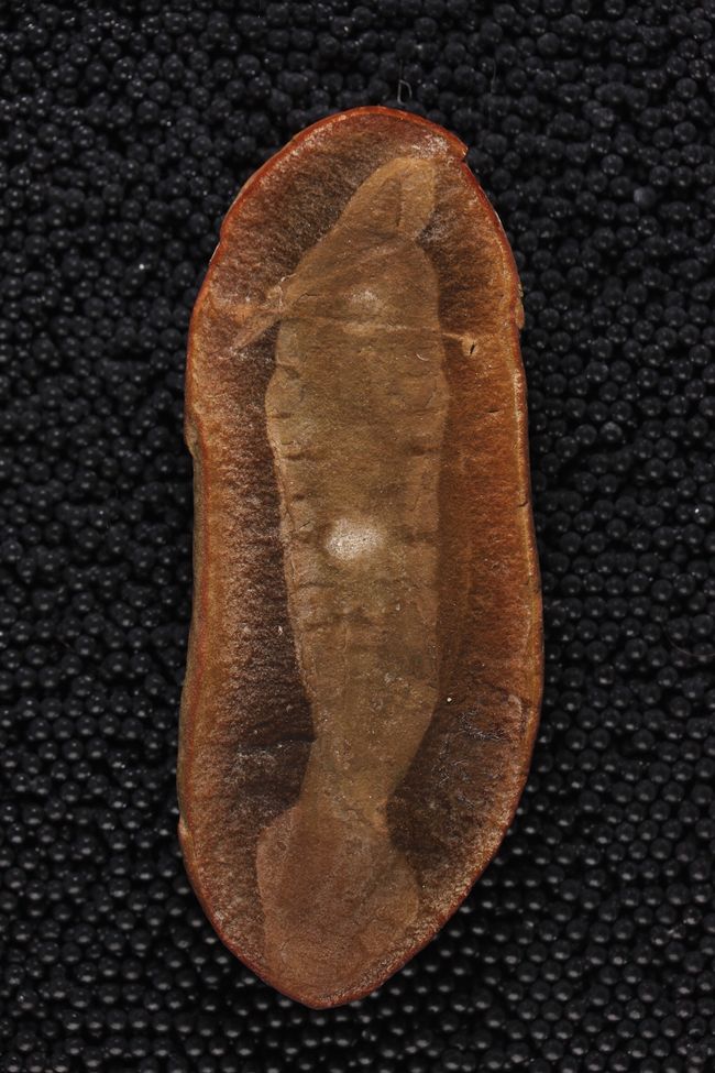 Photos: Ancient Tully Monster's Identity Revealed | Live Science