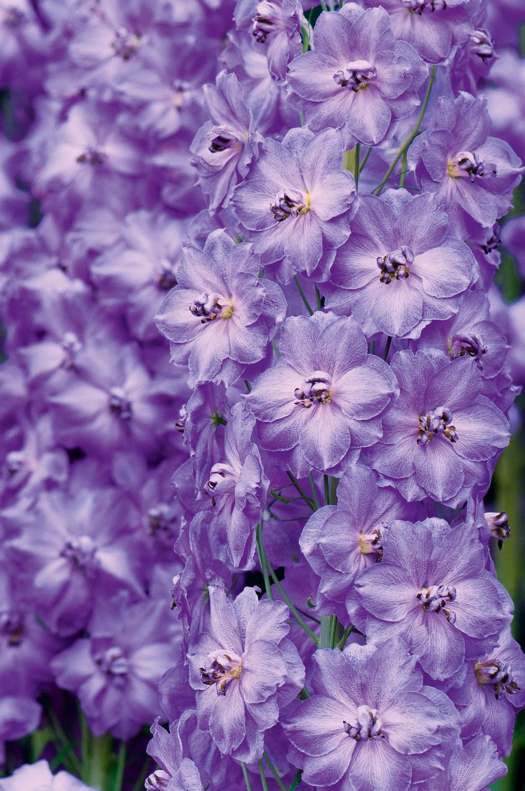 How to grow delphiniums: Which ones to plant, where to place them, and ...