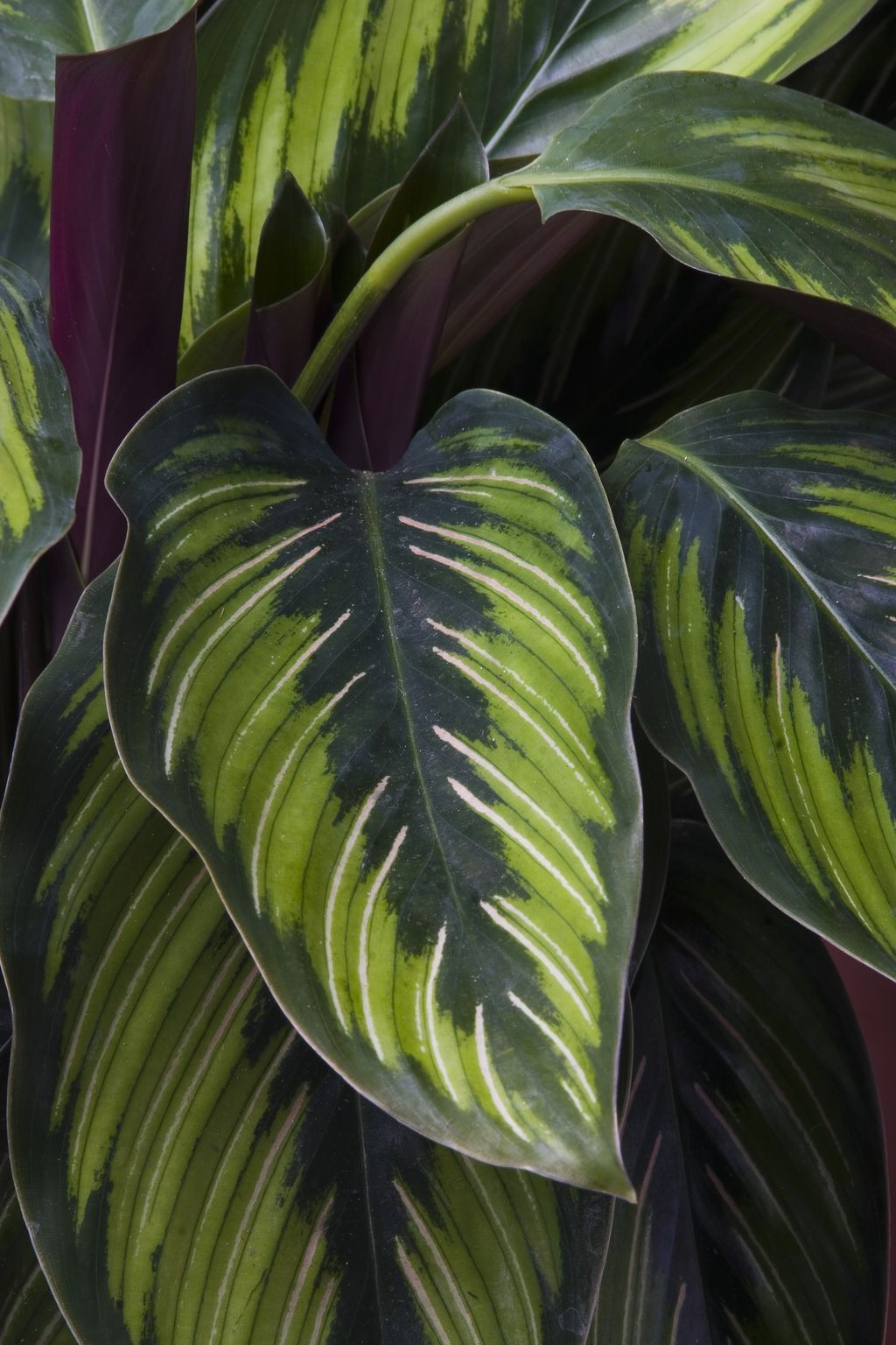 How to care for a peacock plant: tips for vibrant leaves and healthy ...