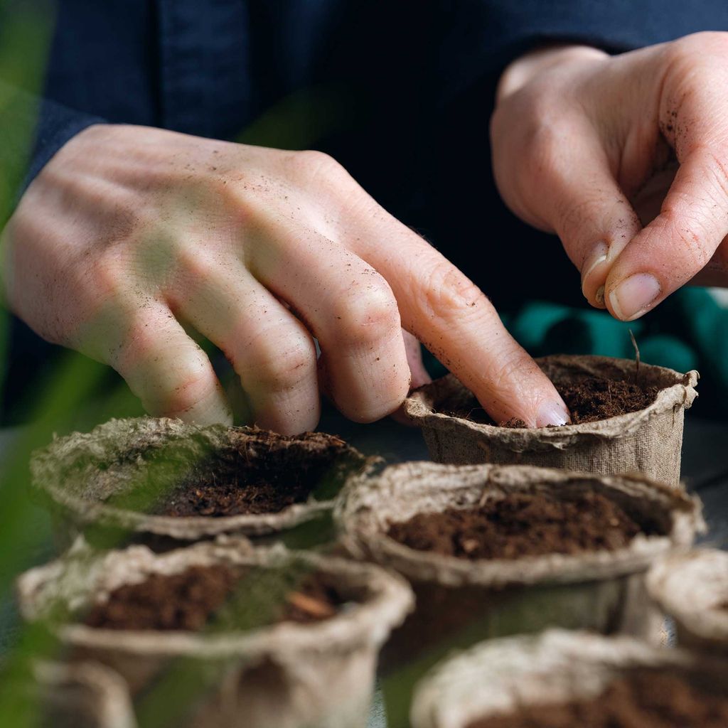 How to grow coriander in pots to add to a kitchen windowsill | Ideal Home