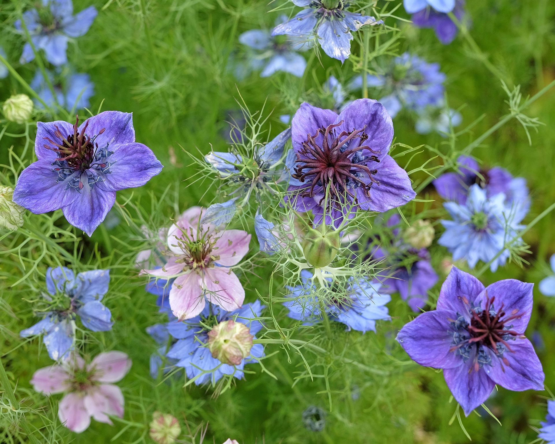 7 Flowers To Grow In September For Glorious Blooms Next Year ...