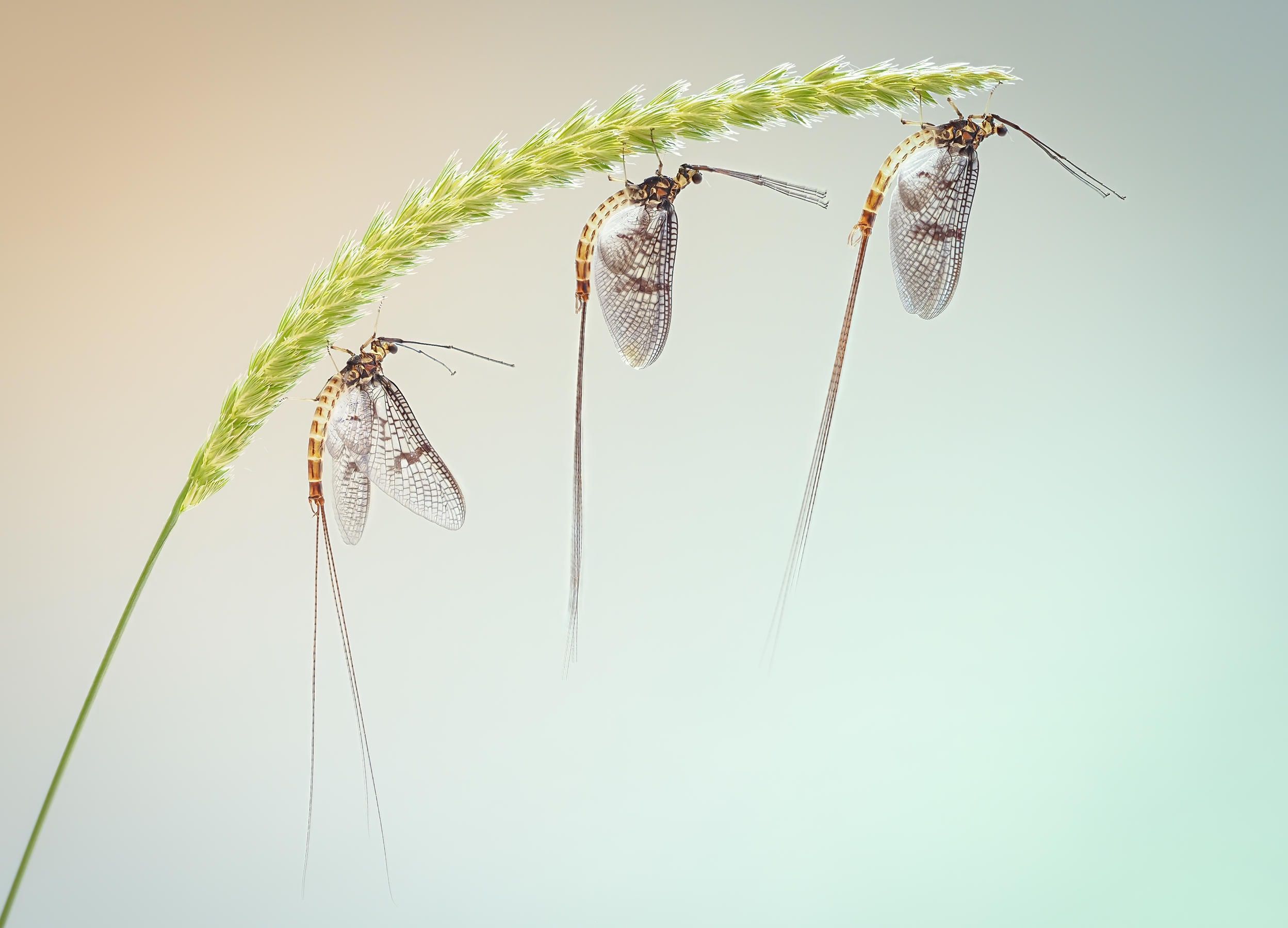 The fascinating — and slightly creepy — winners of the first-ever Bug ...