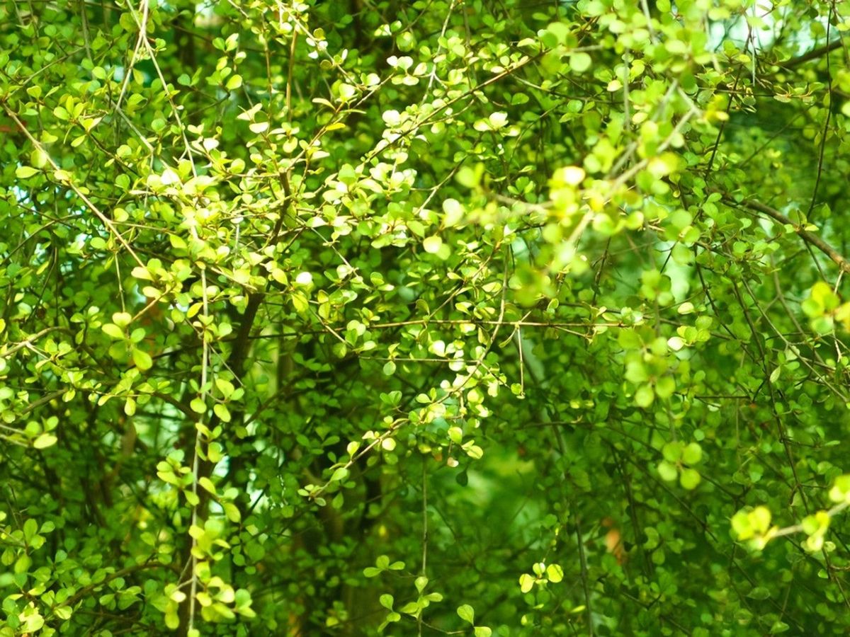 What Is Creeping Wire Vine - How To Grow Muehlenbeckia Wire Vine Plants ...