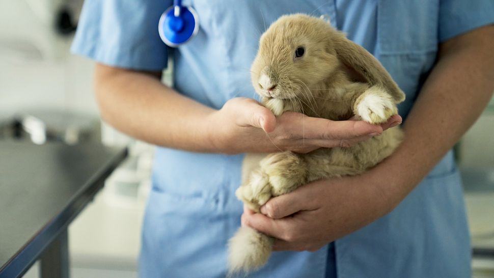 How to get rid of fleas on rabbits | PetsRadar