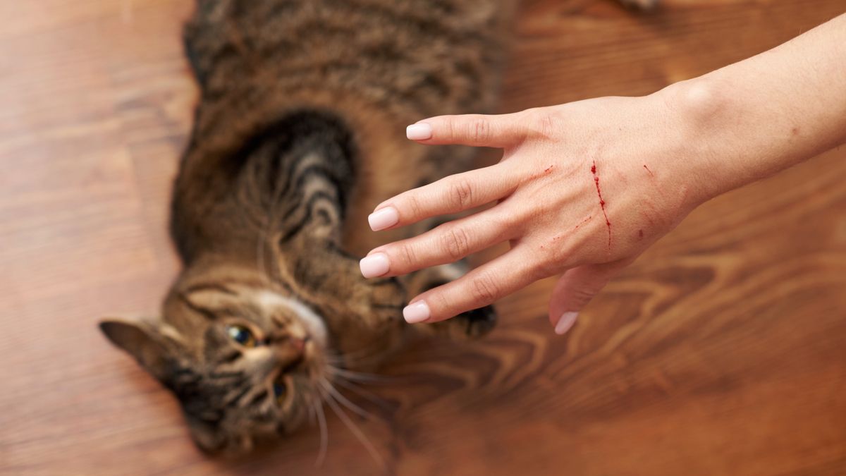 10 signs of an aggressive cat | PetsRadar