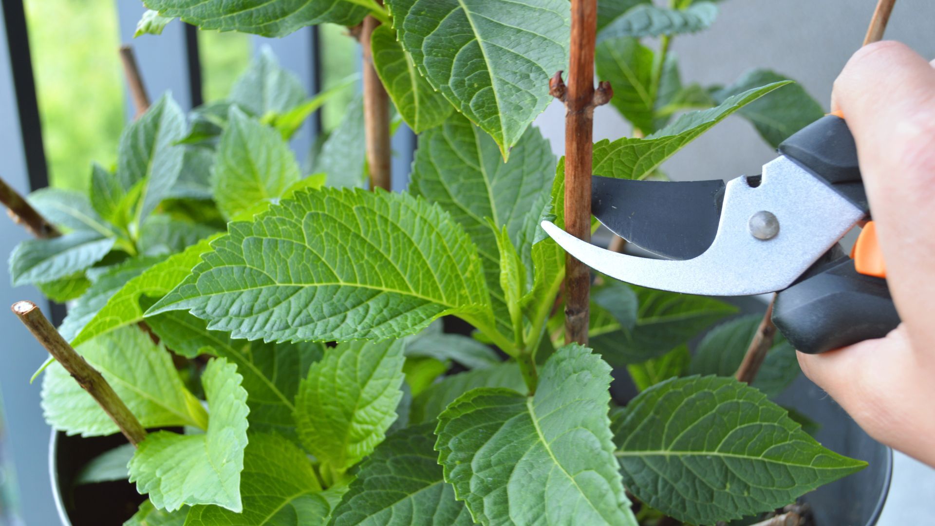 How to take hydrangea cuttings according to gardening experts | Woman ...