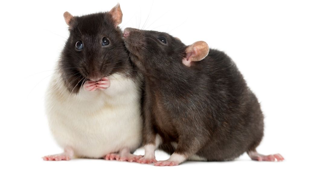 What are the best small pets? | PetsRadar