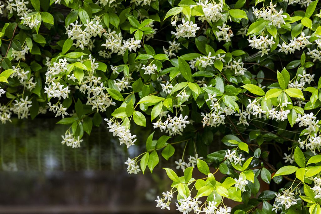 This Plant Makes the Perfect Fence Cover and Smells Amazing | Livingetc