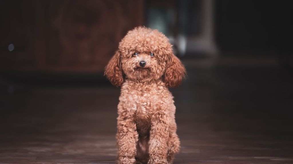 32 of the easiest dog breeds to take care of | PetsRadar