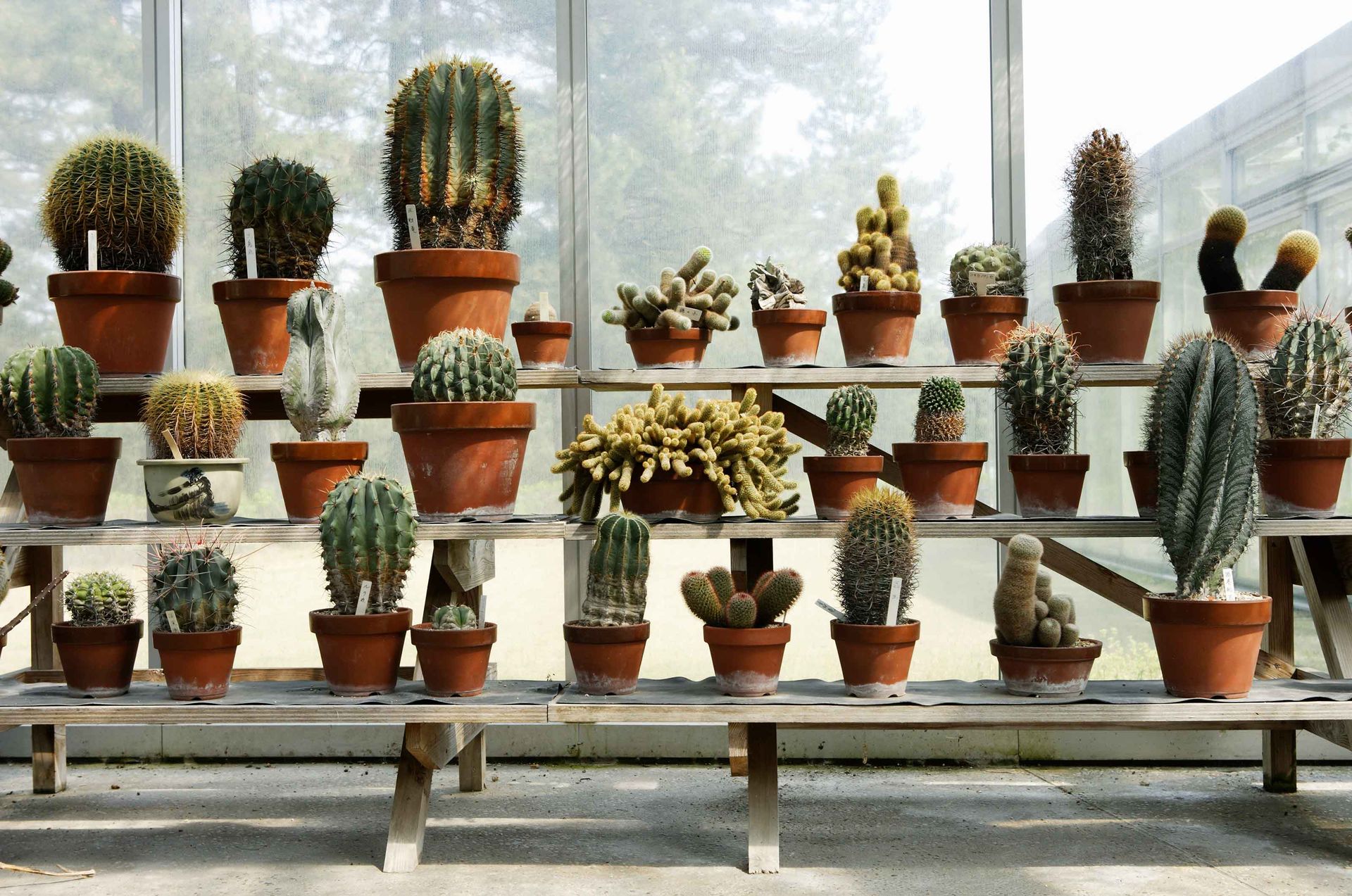 Cactus garden ideas: 12 ways to welcome these prickly plants into your ...