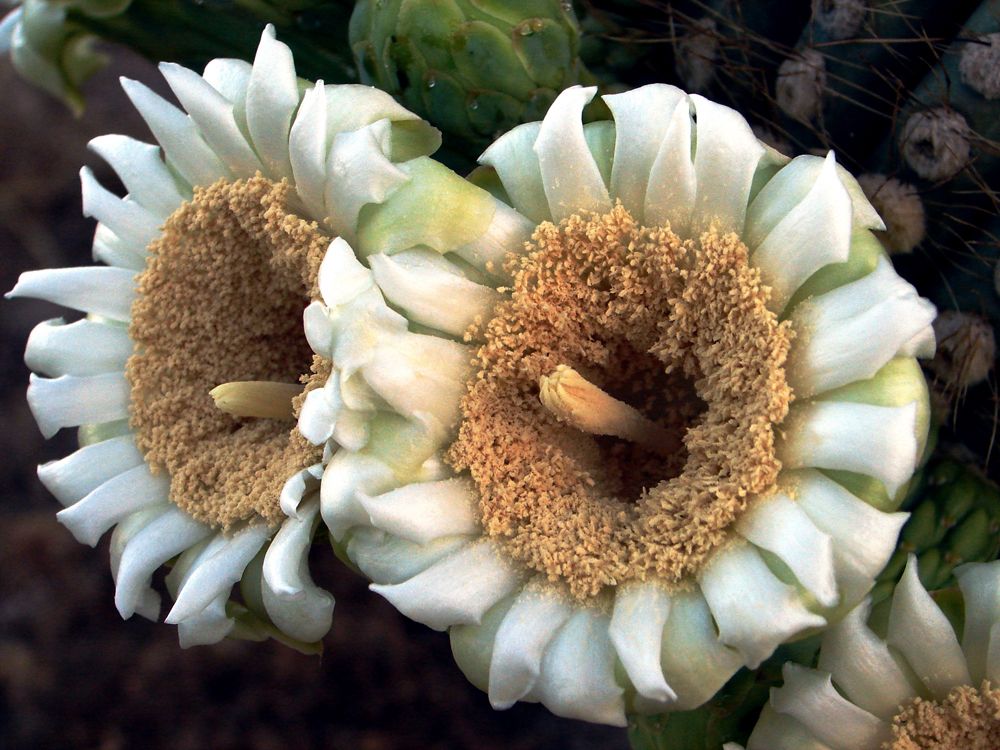 In Photos: Beautiful Cactus Flowers Signal Spring Is Here | Live Science