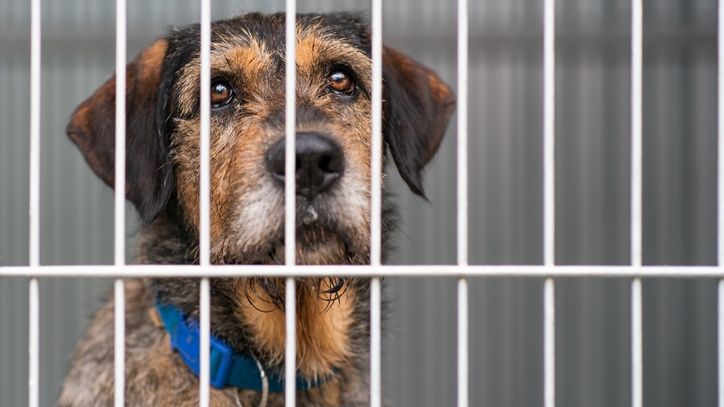 32 facts you need to know about adopting a dog | PetsRadar