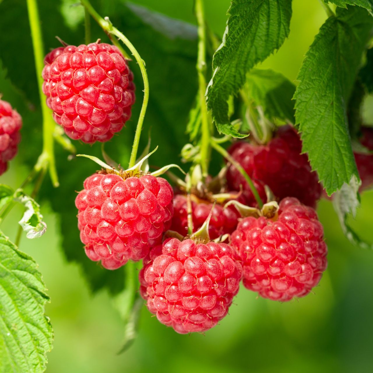 When to prune autumn raspberries for juicy berries | Ideal Home