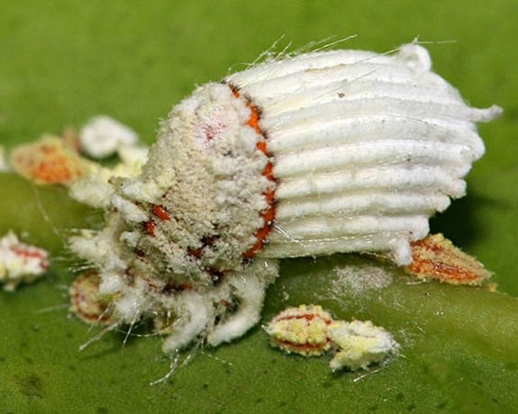No Creepy Crawlies Here: Gallery of the Cutest Bugs | Live Science