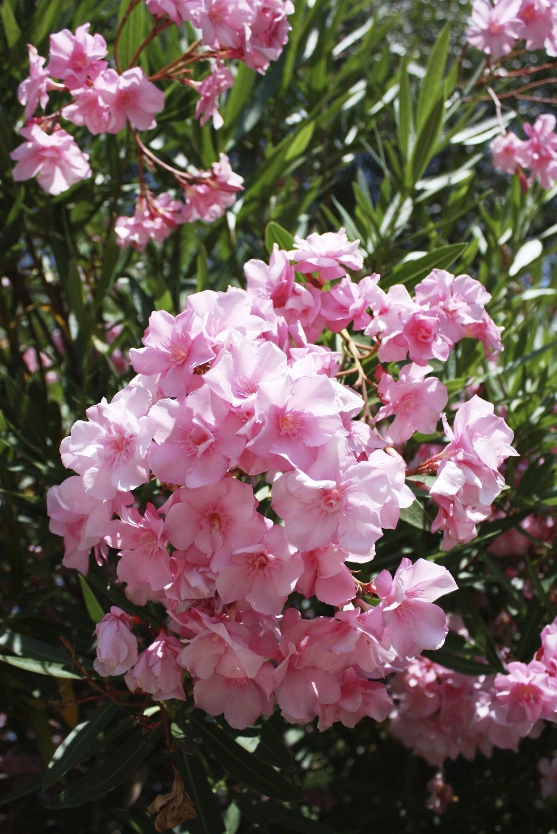 Fertilizing An Oleander: What Is A Good Fertilizer For Oleander Shrubs ...