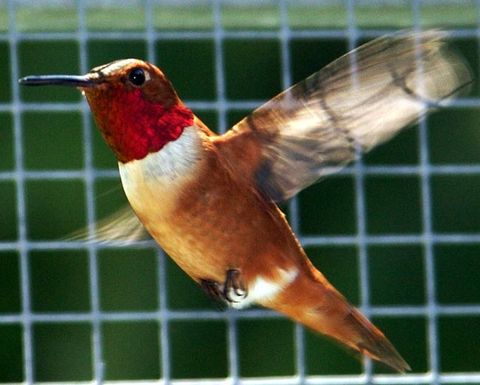 The Secret to Hummingbirds' Amazing Energy | Live Science