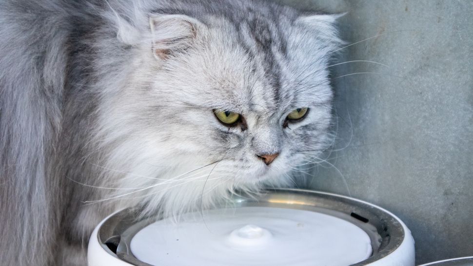 How to stop a cat from spilling their water bowl | PetsRadar