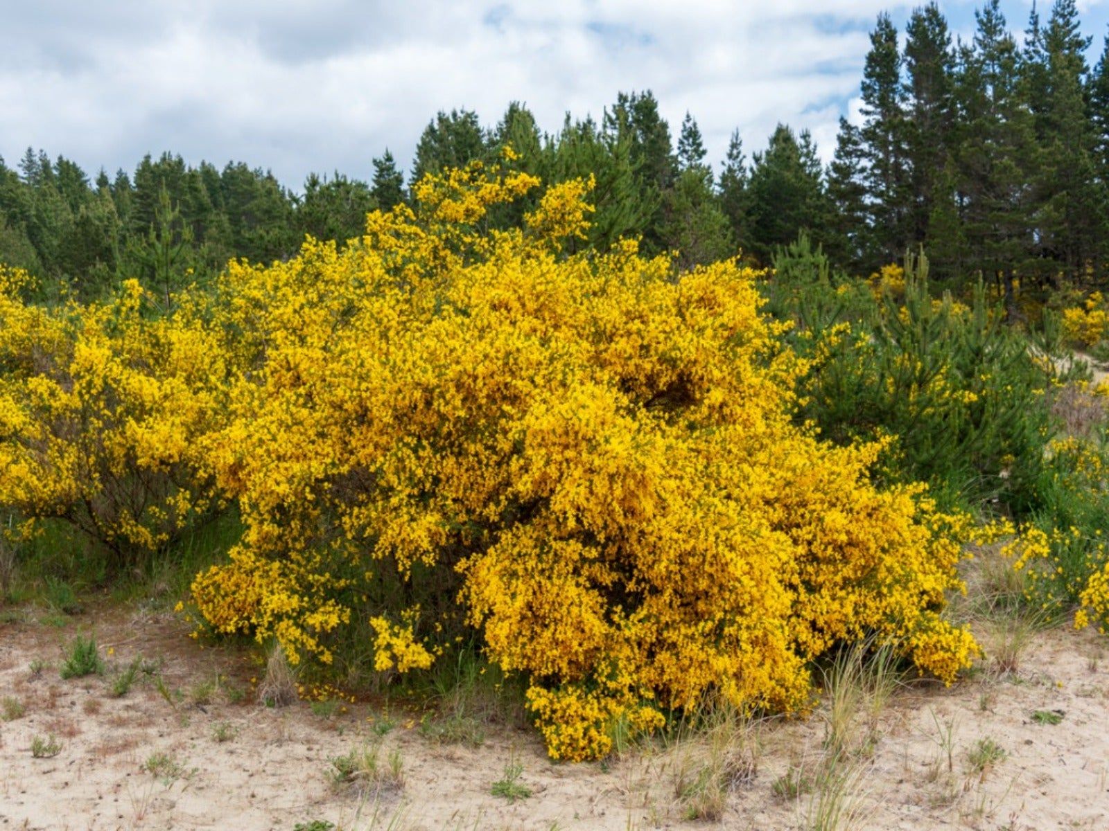 Common Invasive Species In Washington, Oregon, And Idaho | Gardening ...