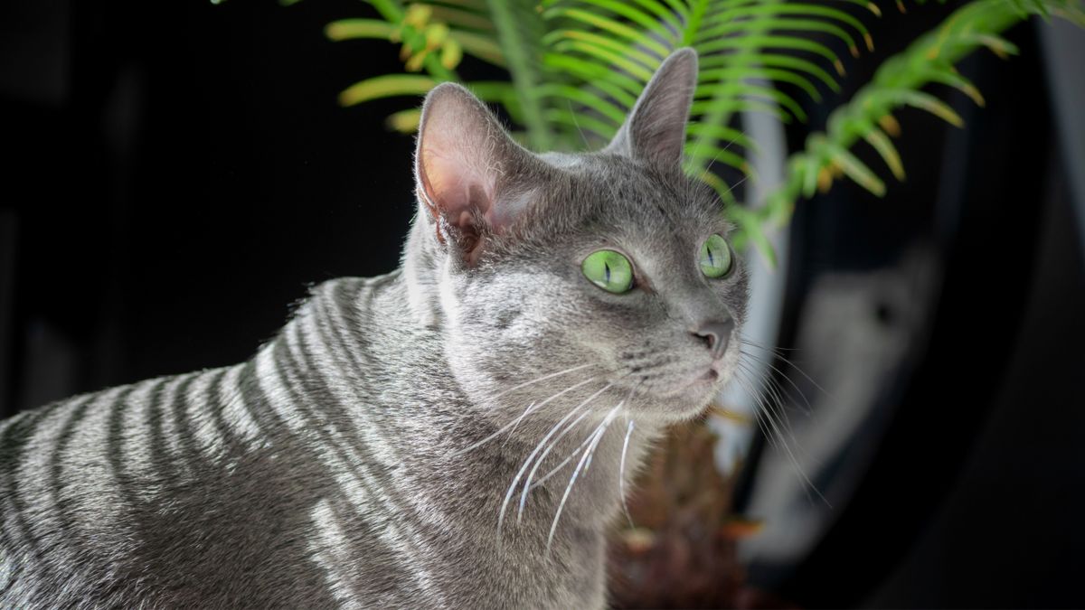 9 of the oldest cat breeds still in existence | PetsRadar